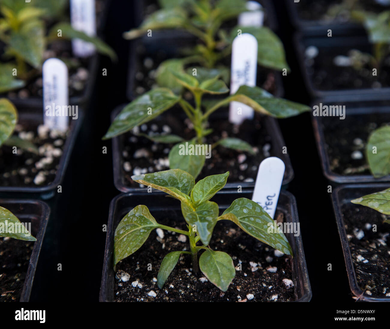 Chilli Plants, seedlings for sale at the 1st Great Blackpool Chilli ...
