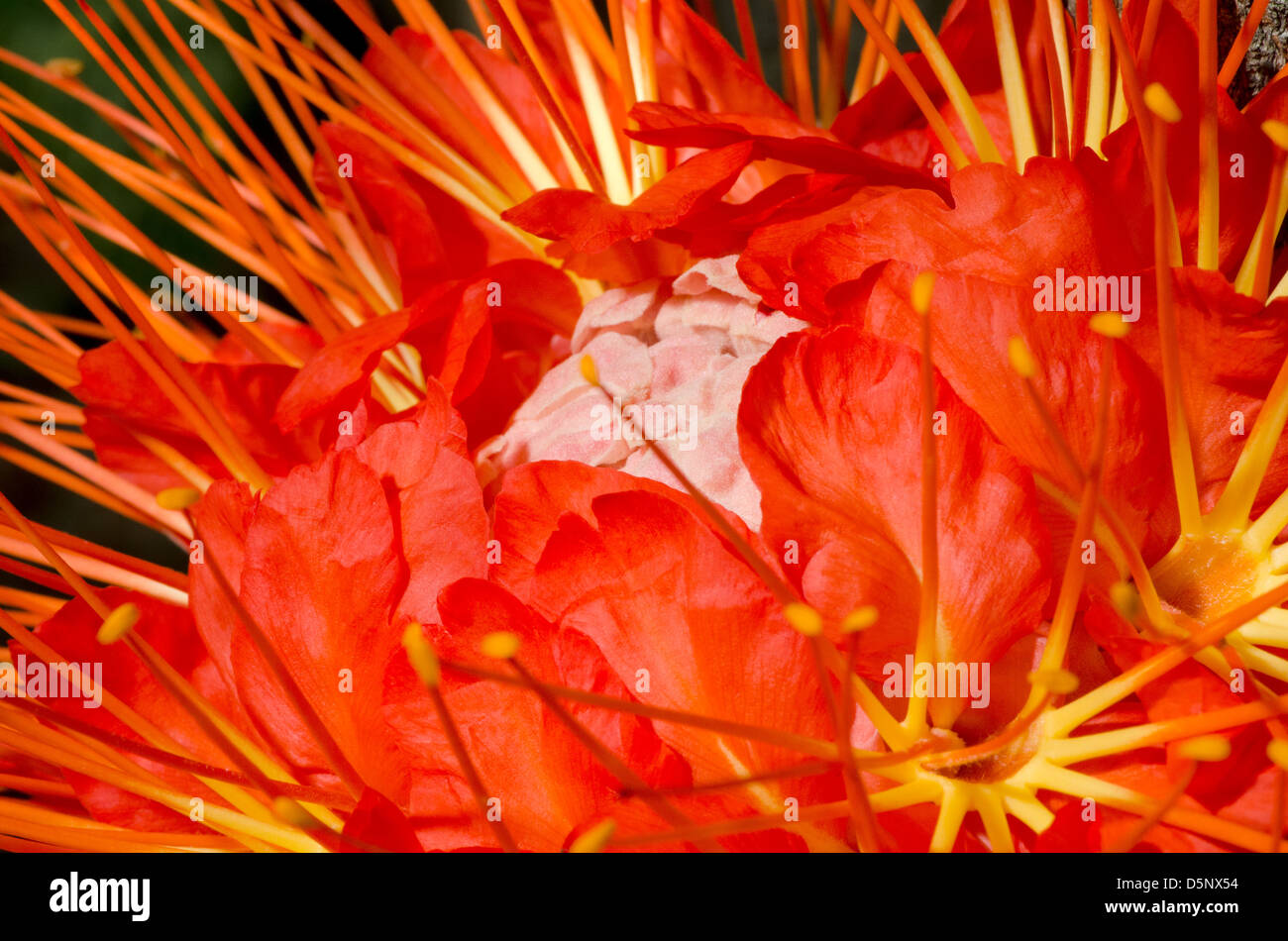 Brownea macrophylla hi-res stock photography and images - Alamy