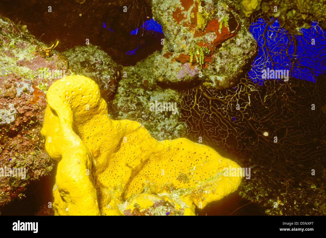 Wall diving little cayman hi-res stock photography and images - Alamy
