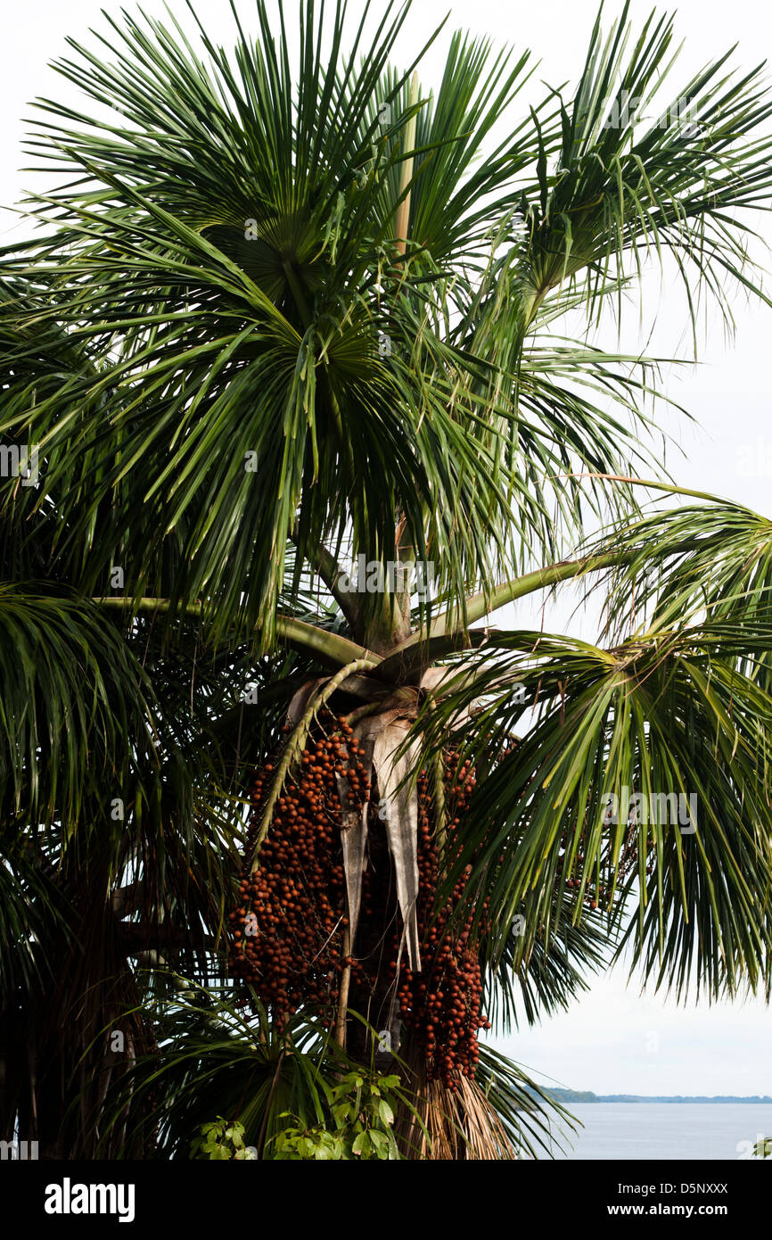 Acai palm tree hi-res stock photography and images - Alamy