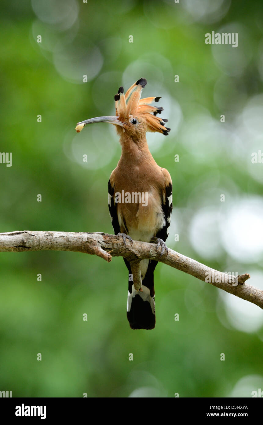 beautiful eurasian hoopoe (Upupa epops) with scorpion on branch Stock ...