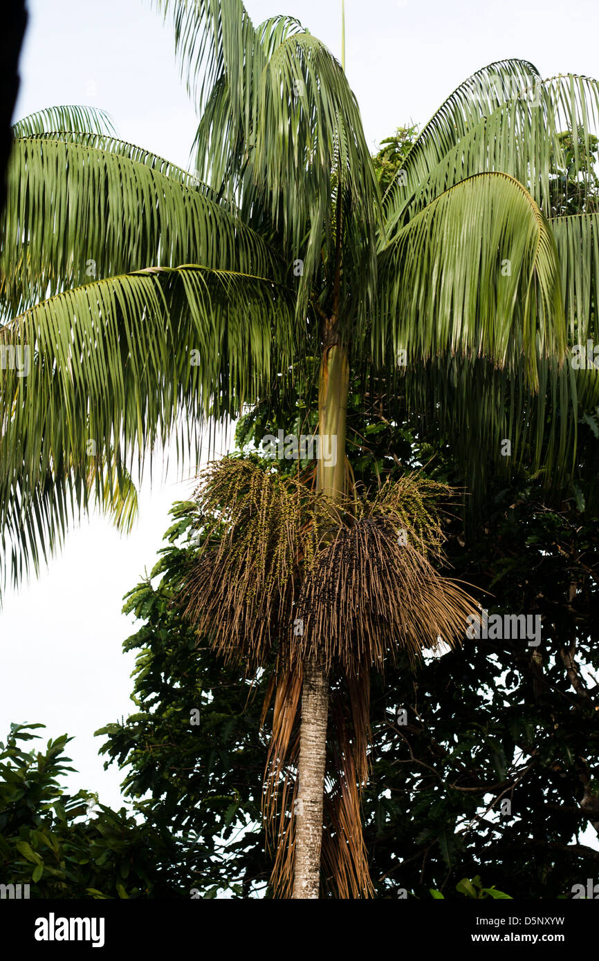 Acái tree at Novo Airão city, amazonas state, Brazil Stock Photo - Alamy