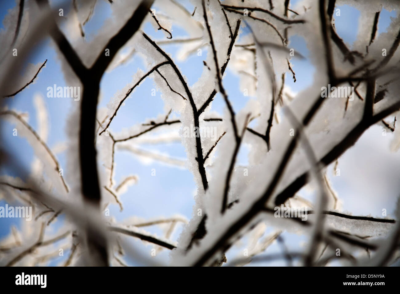 Branches of tree with thick layer of snow Stock Photo - Alamy
