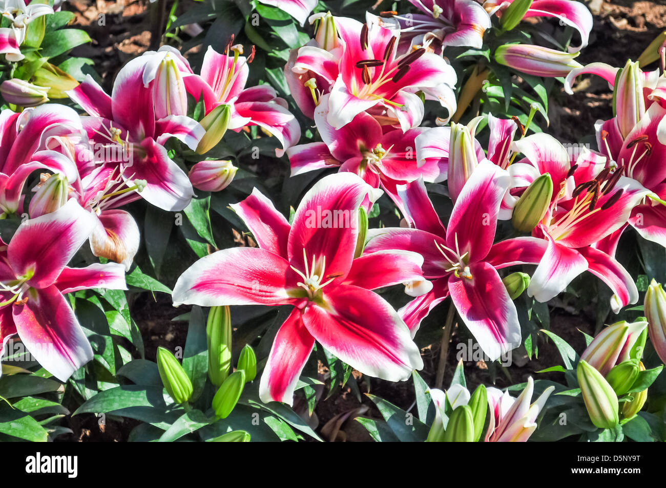 The close-up of lily flowers in a park Stock Photo - Alamy