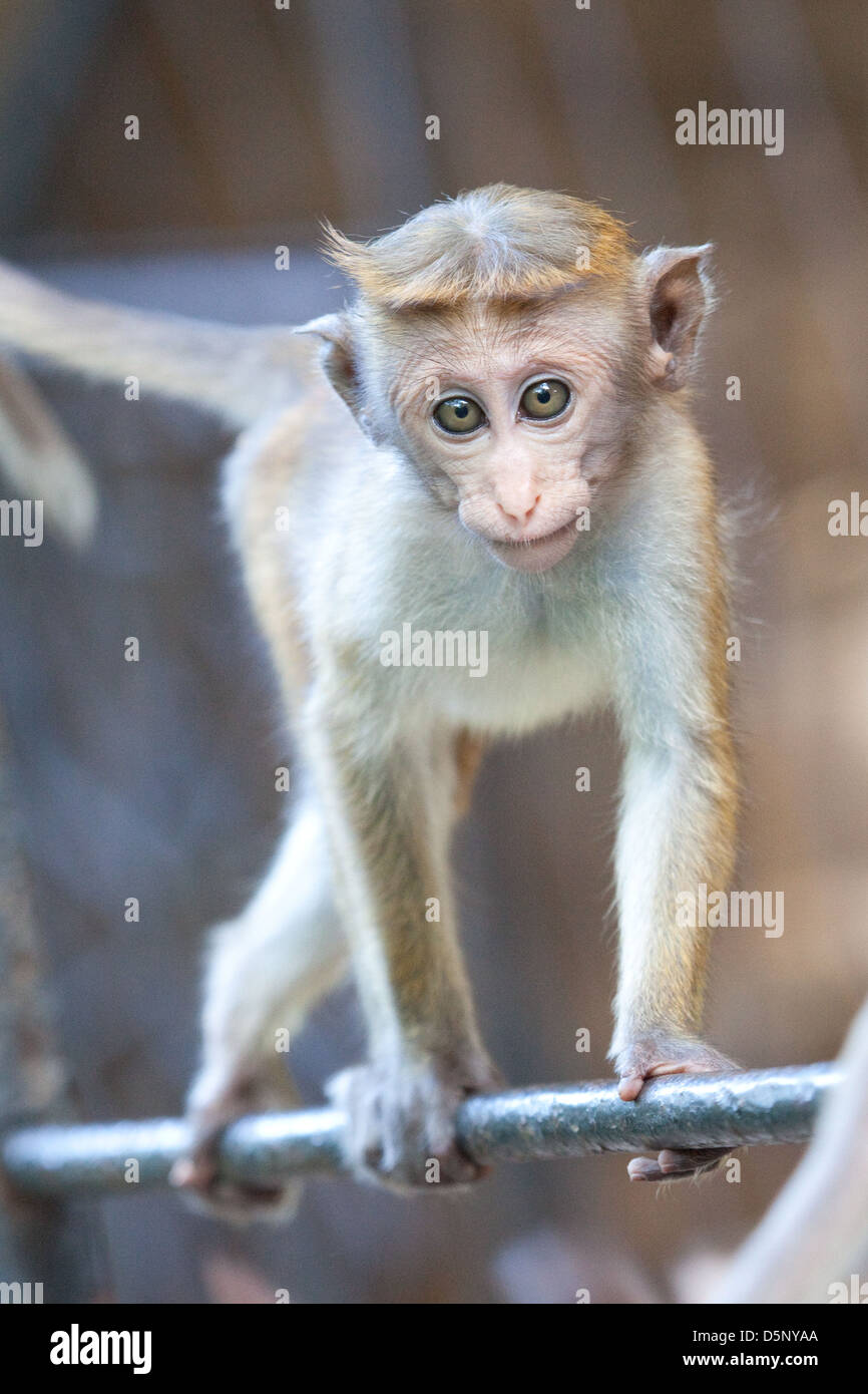 Sri Lanka Monkey Stock Photo - Alamy