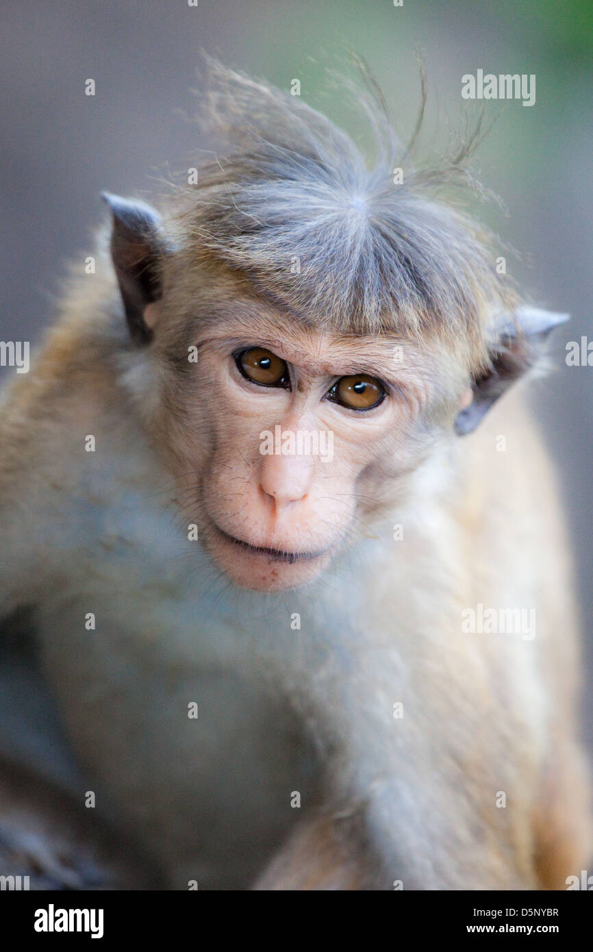 Sri Lanka Monkey Stock Photo - Alamy