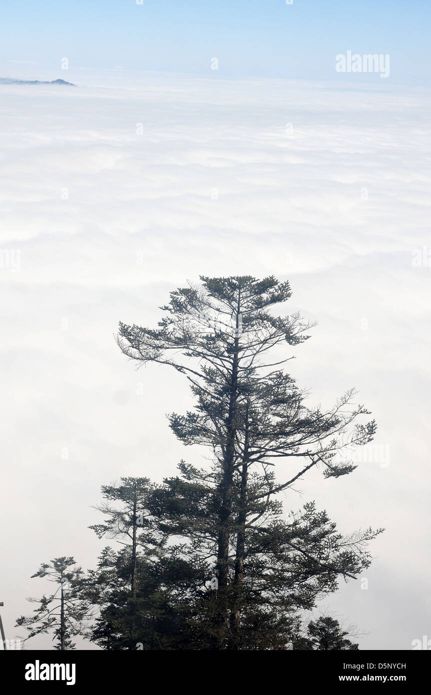 landscape nature travel tree mountain sky blue white cloud fog view ...