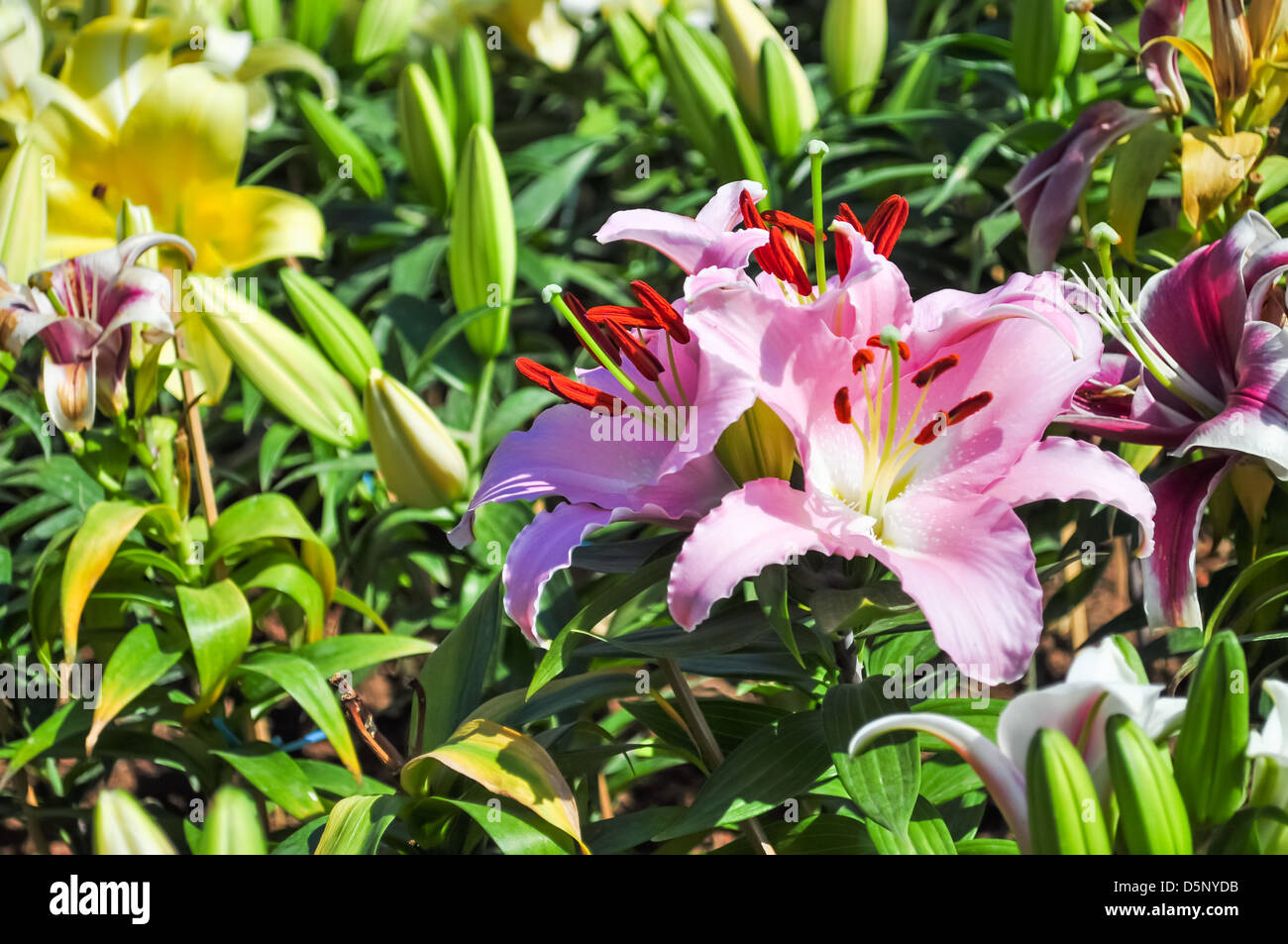 The close-up of lily flowers in a park Stock Photo - Alamy