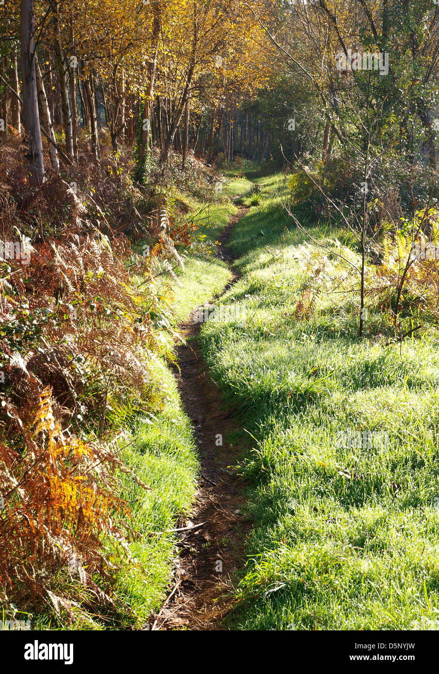 Nat forest hi-res stock photography and images - Alamy