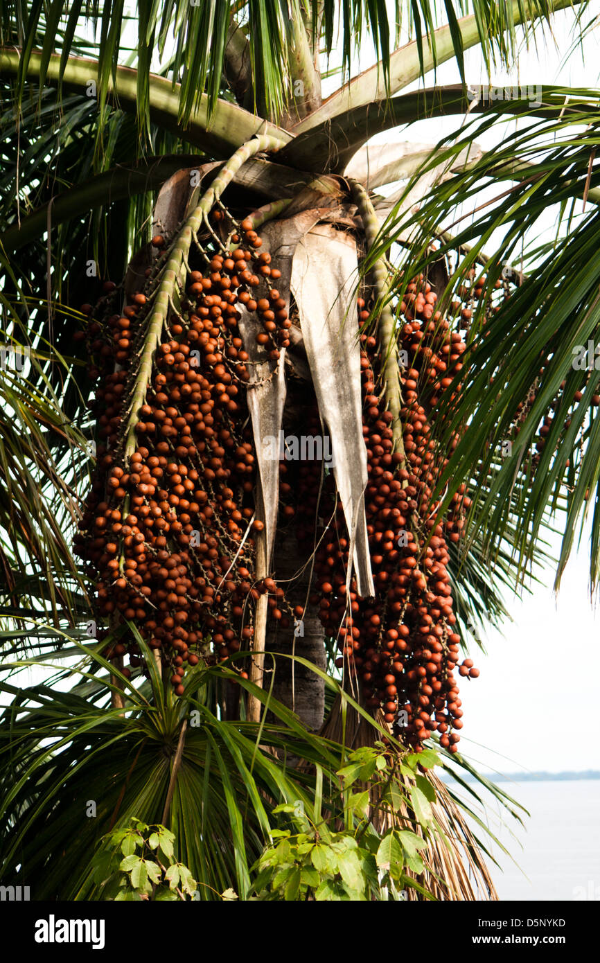 Acái tree at Novo Airão city, amazonas state, Brazil Stock Photo - Alamy