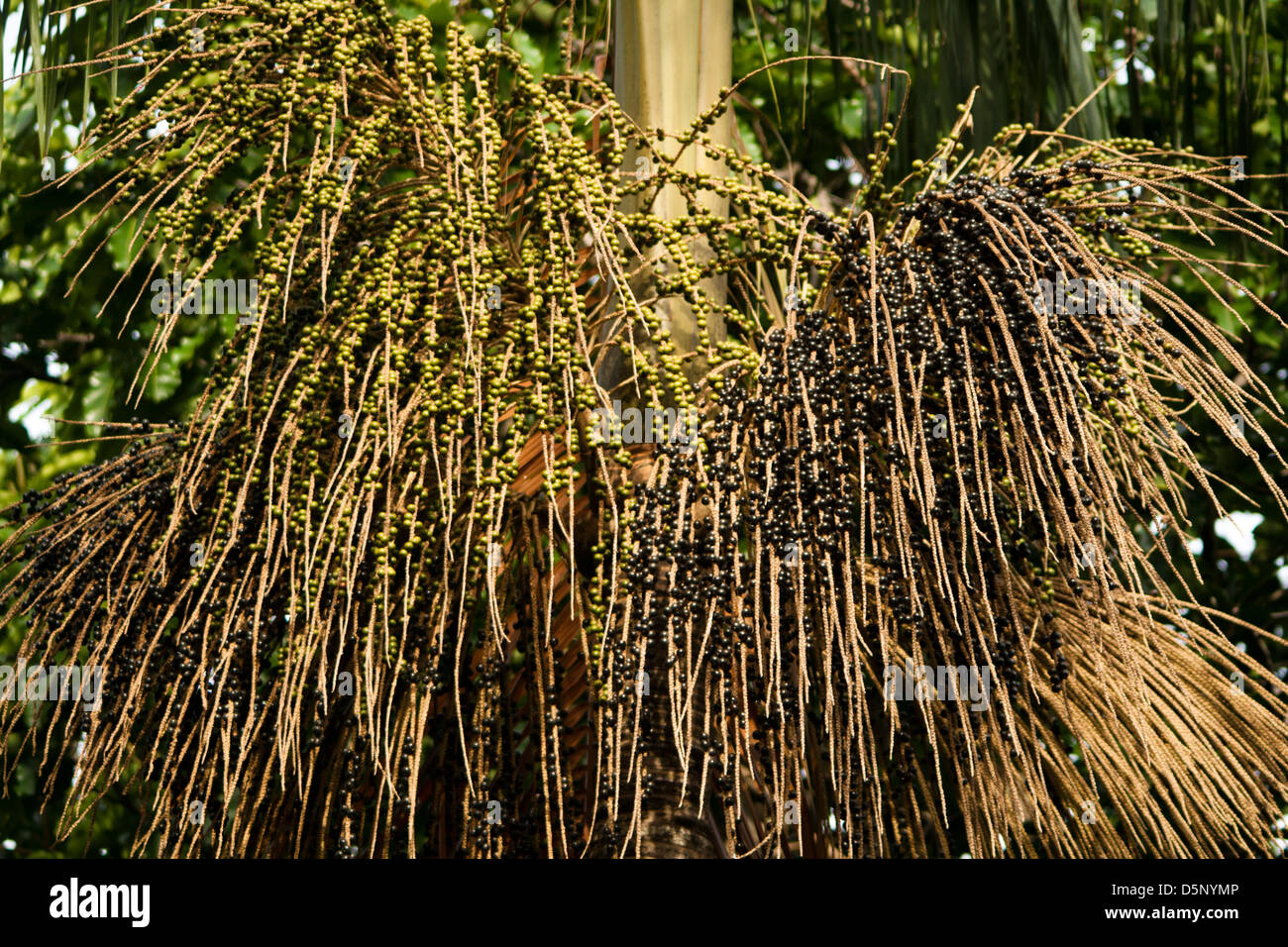 Acái tree at Novo Airão city, amazonas state, Brazil Stock Photo - Alamy