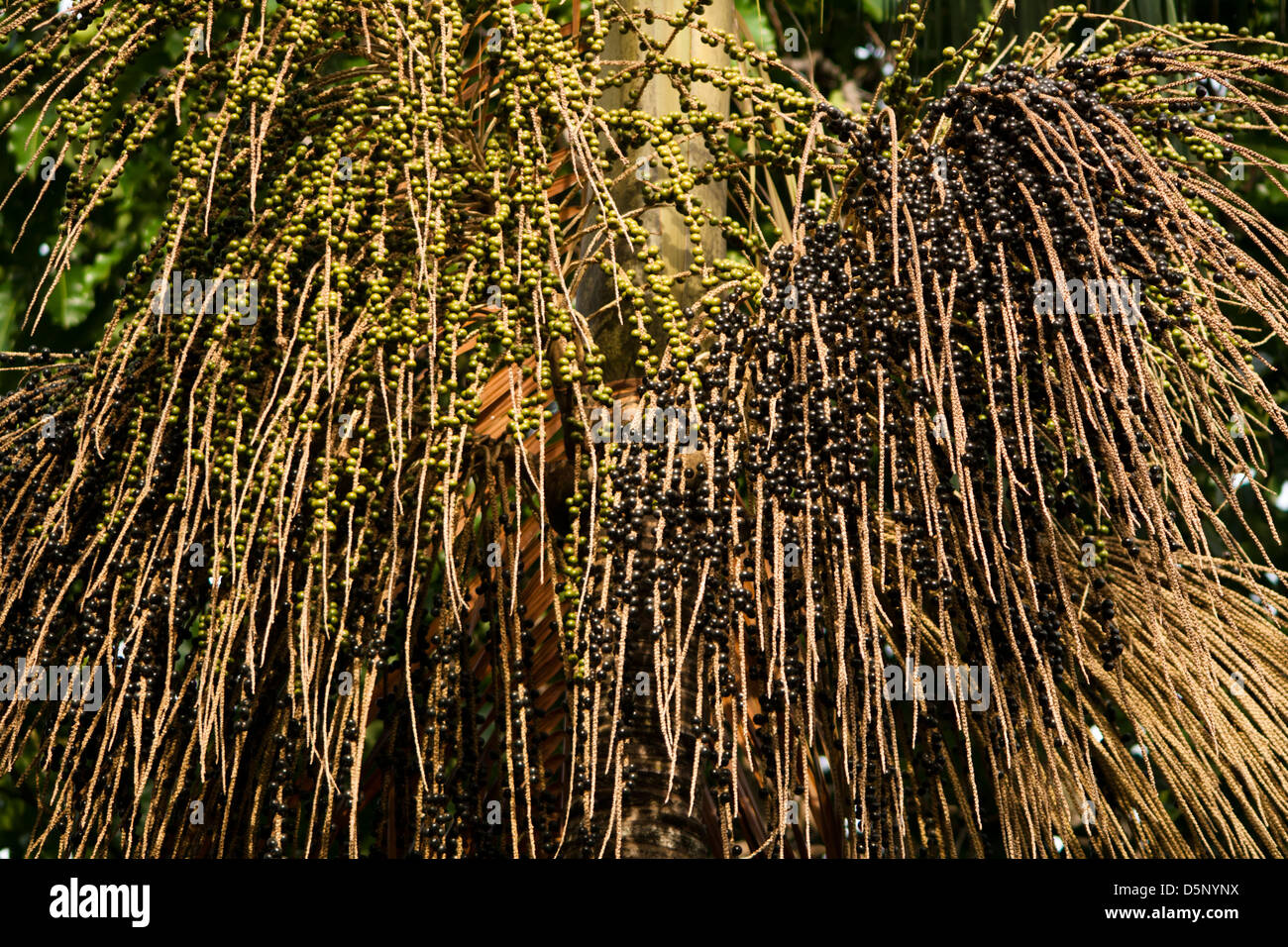 Acái tree at Novo Airão city, amazonas state, Brazil Stock Photo - Alamy