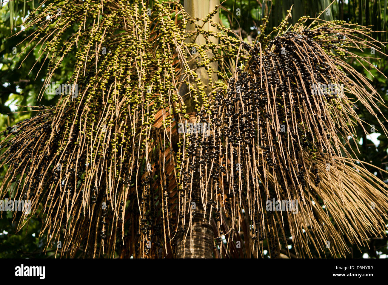 Acái tree at Novo Airão city, amazonas state, Brazil Stock Photo - Alamy