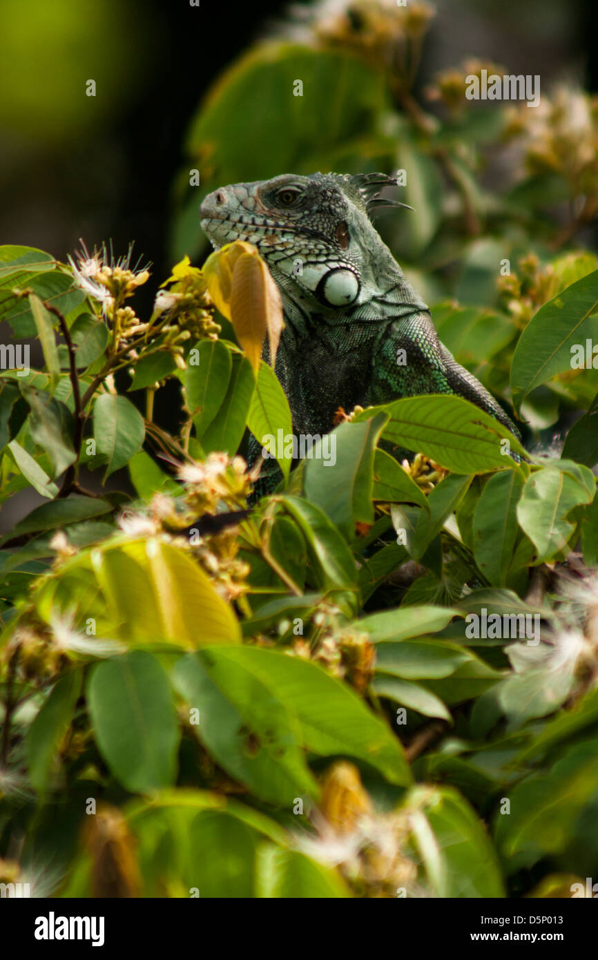 Iguana lizard camouflage at Novo airão, Amazonas state, north Brazil ...