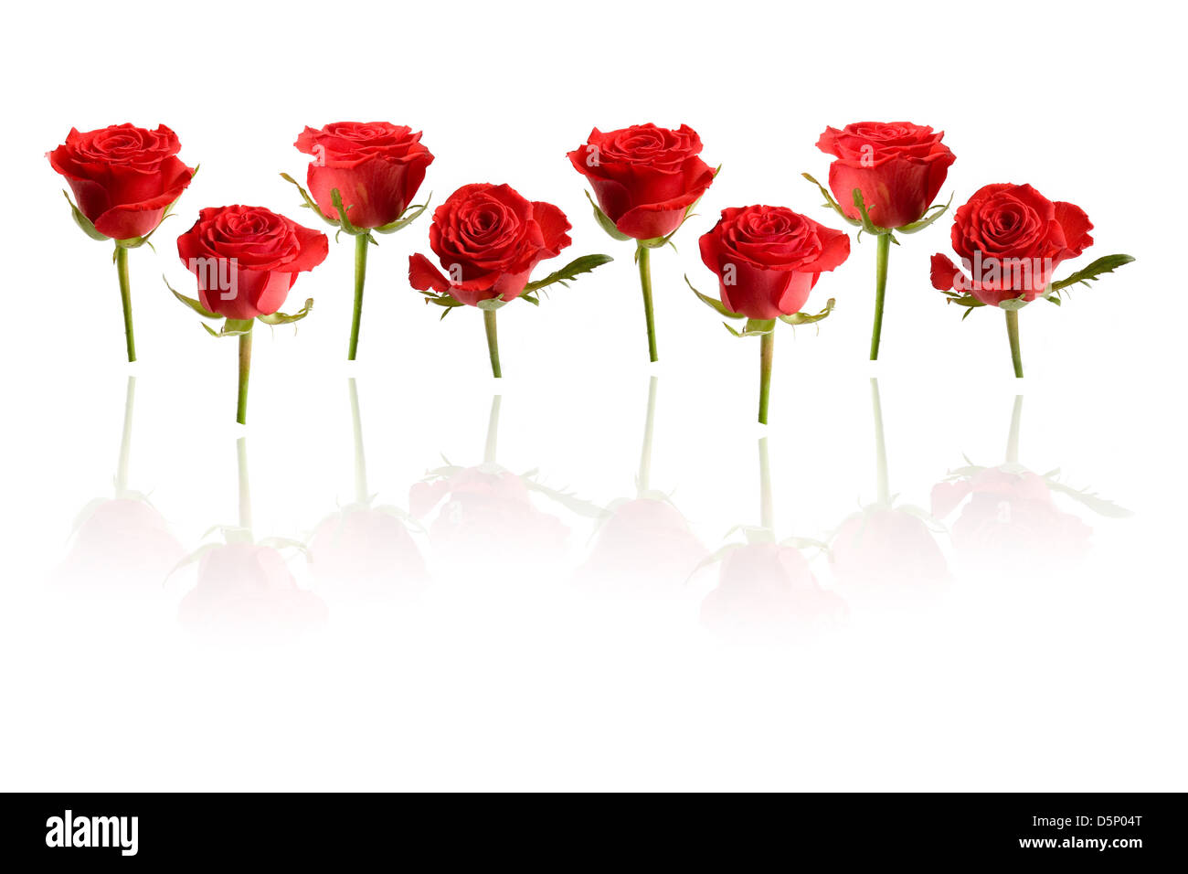 Row of red roses with reflection Stock Photo - Alamy