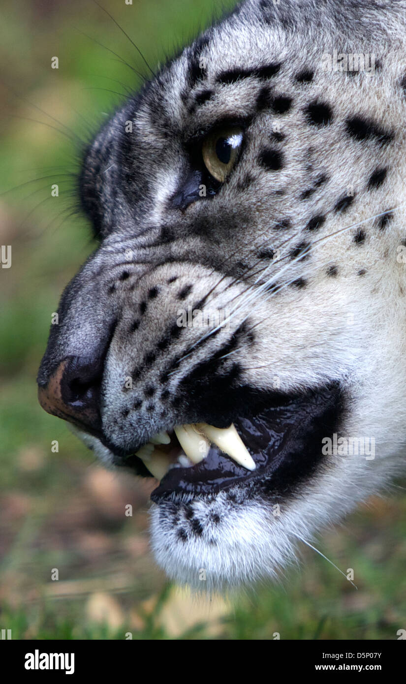 Leopard fangs hi-res stock photography and images - Alamy