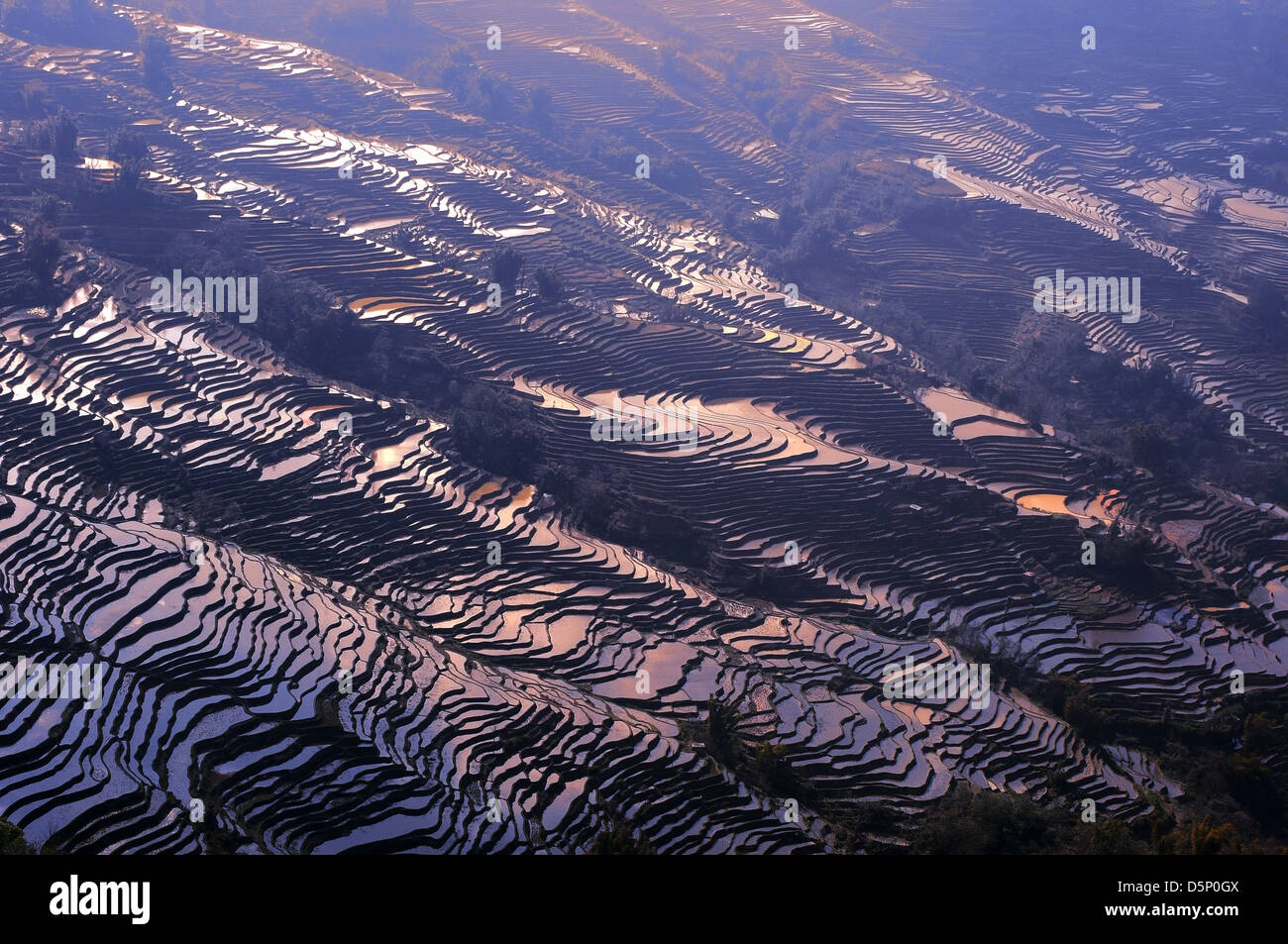 Terraced Fields Terrace Fields rice winter dusk water sunlight land ...