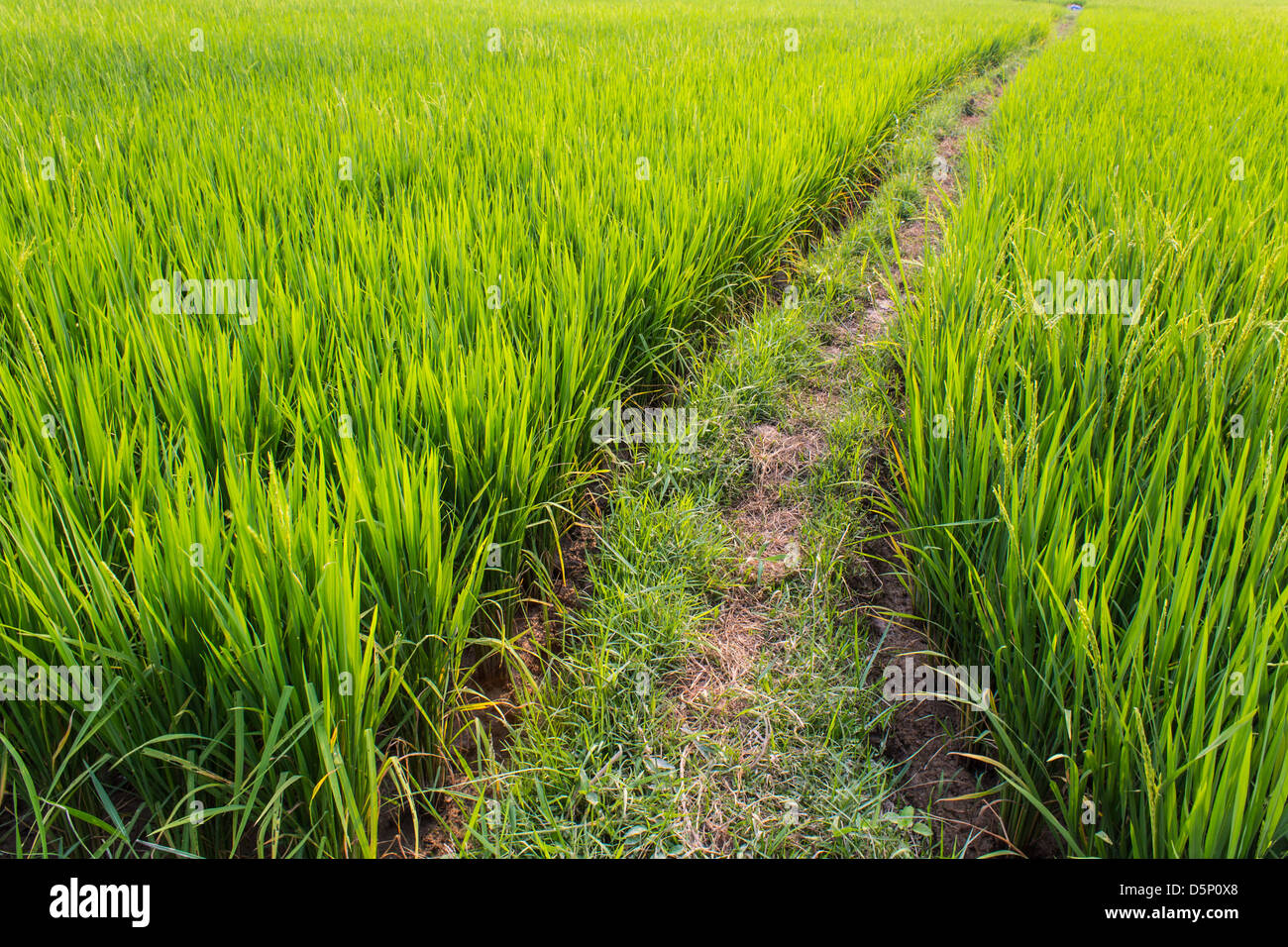 Rice field the picture hi-res stock photography and images - Alamy