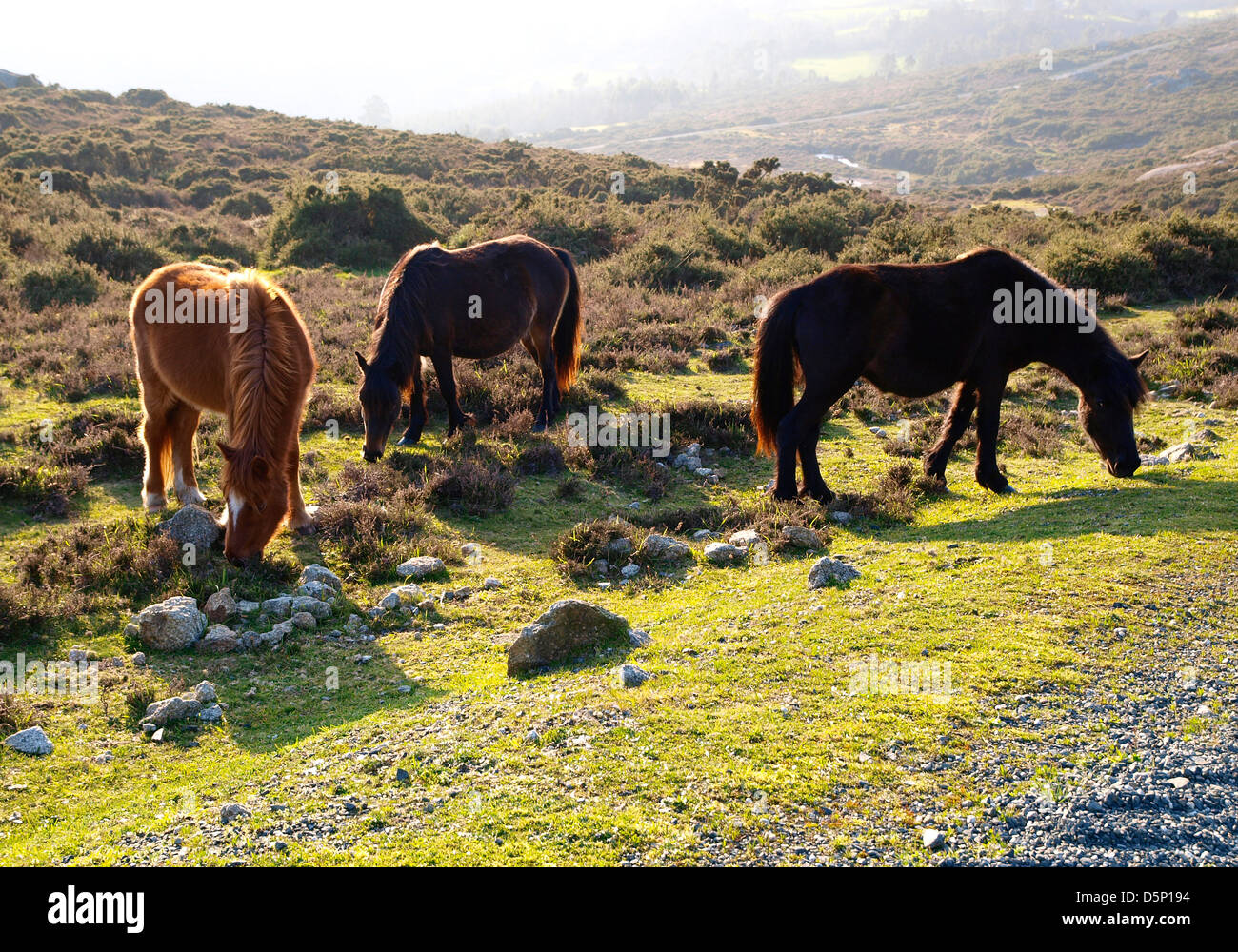 Three horses in the nature at sunset Stock Photo - Alamy