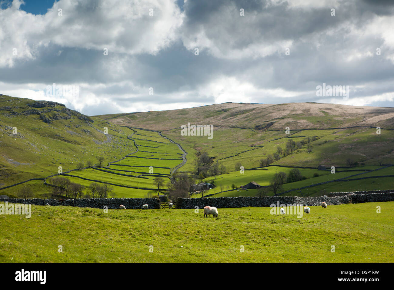 UK, England, Yorkshire, Malham, sheep grazing in Gordale at foot of ...