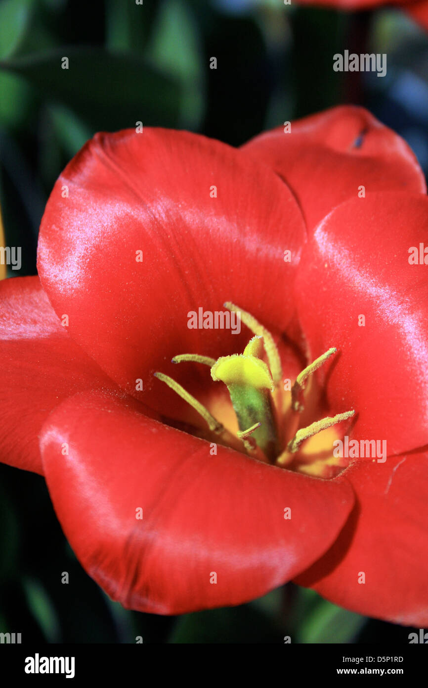 Potted tulip plants hi-res stock photography and images - Alamy