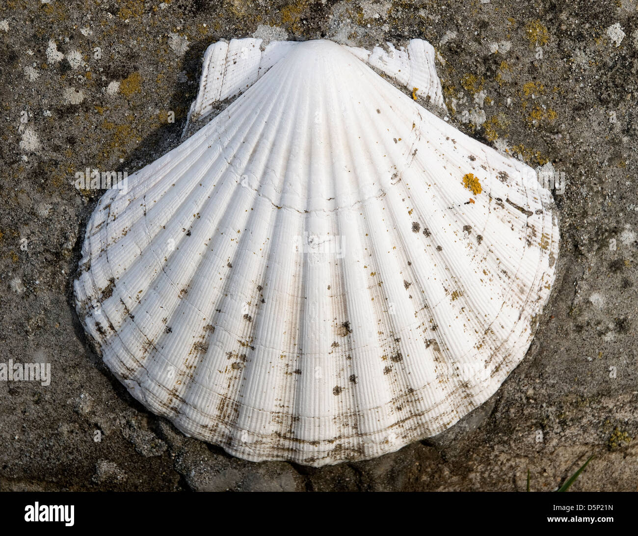 Scallop shell sign hi-res stock photography and images - Alamy