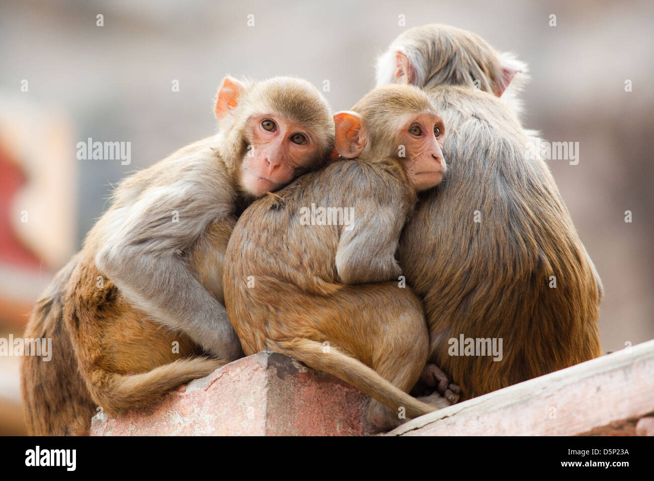 Jaipur Monkey Temple, India Stock Photo - Alamy