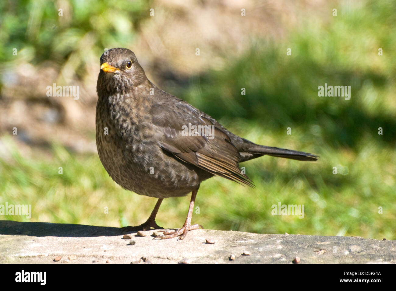 Female blackbird turdus merula thrush family hi-res stock photography ...