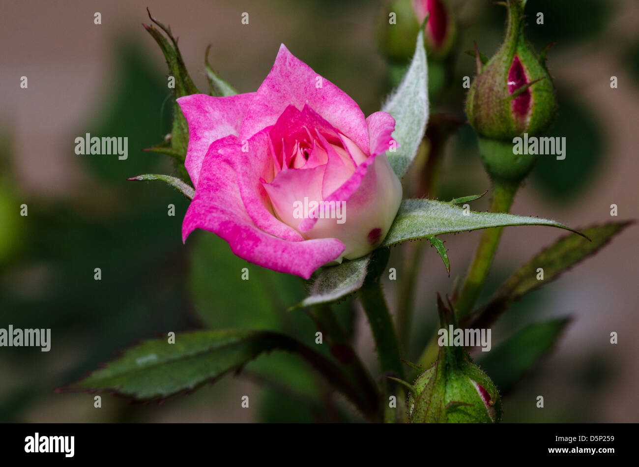 Micro mini hi-res stock photography and images - Alamy