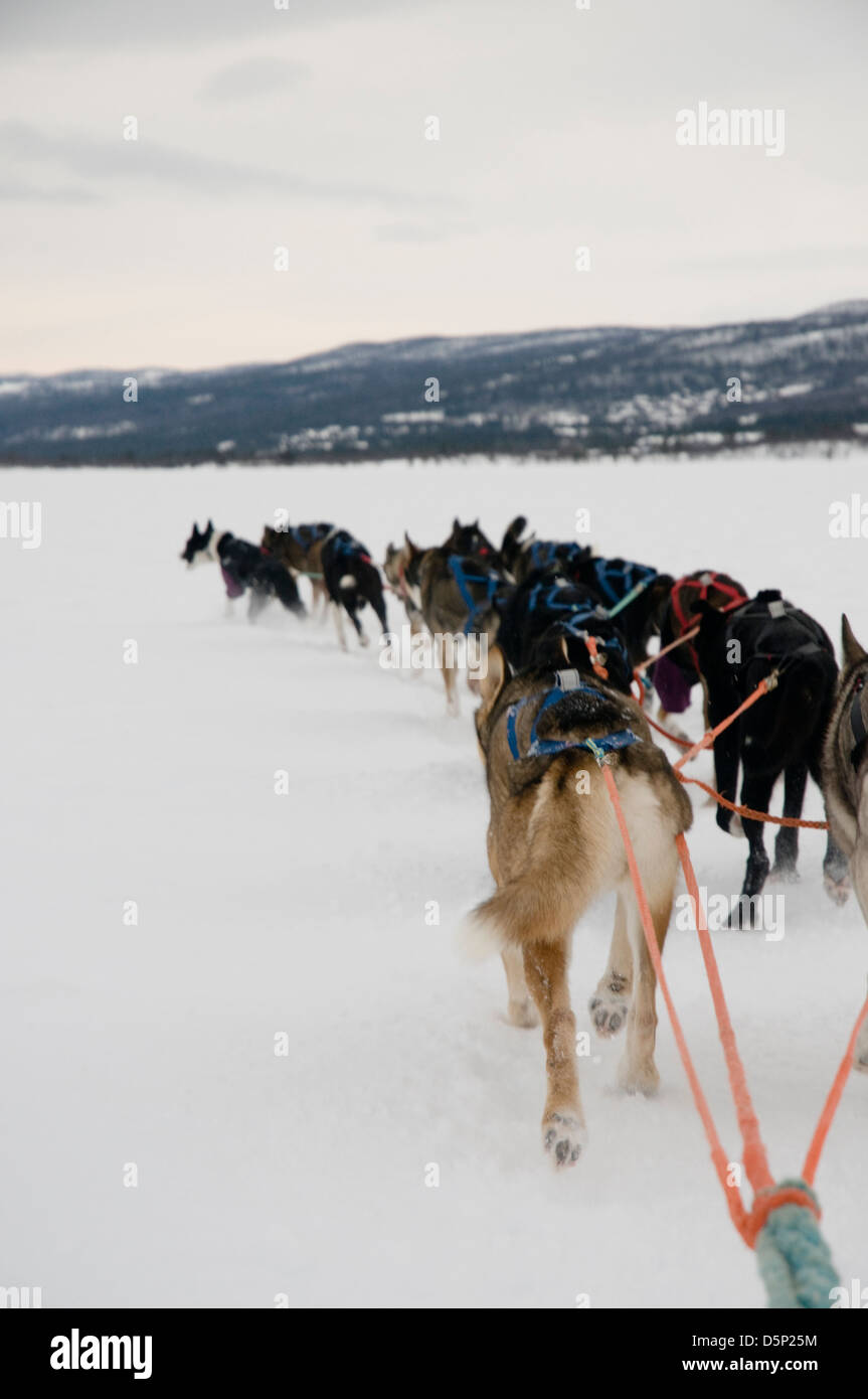A team of huskies pull a sled in Geilo, Norway Stock Photo - Alamy