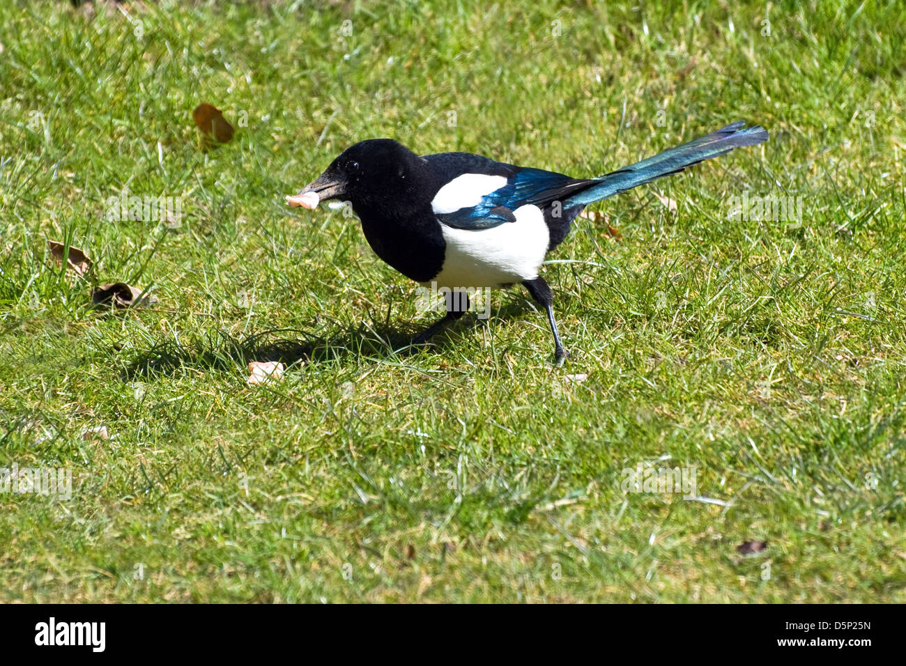 Magpie feeding hi-res stock photography and images - Alamy