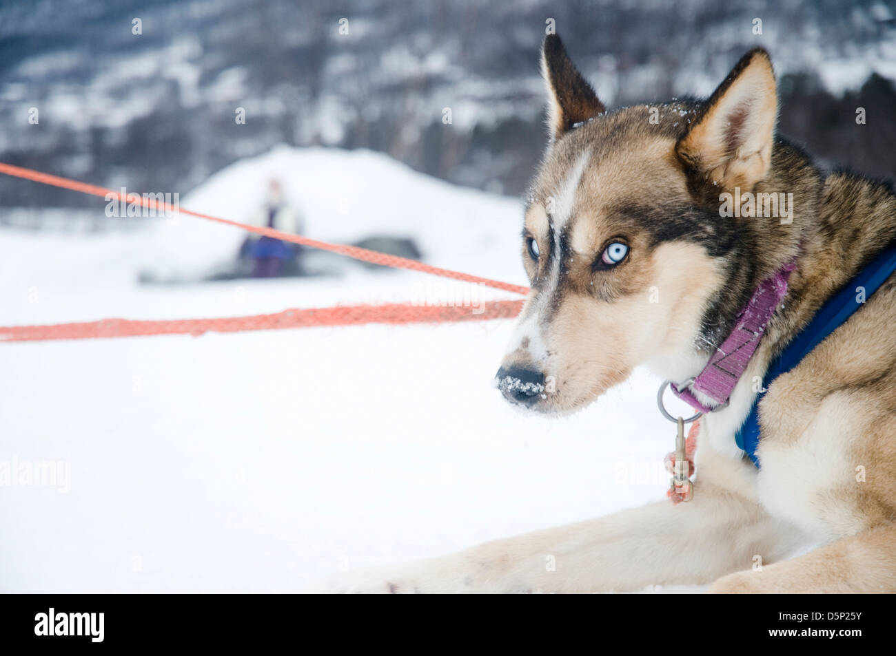 A husky ready to pull tourists on a sled Stock Photo - Alamy