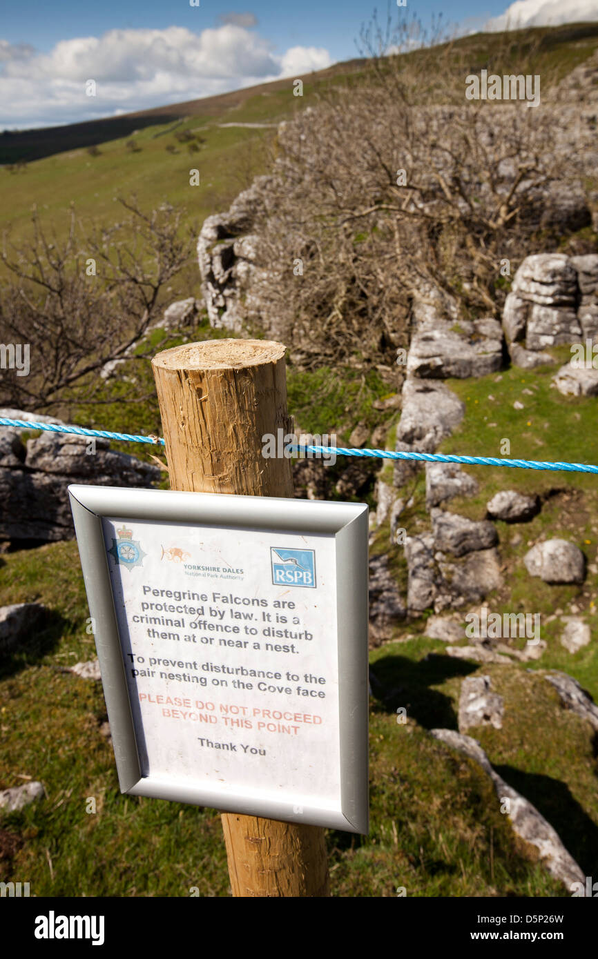 UK, England, Yorkshire, Malham Cove, protection of Peregrine Falcon ...