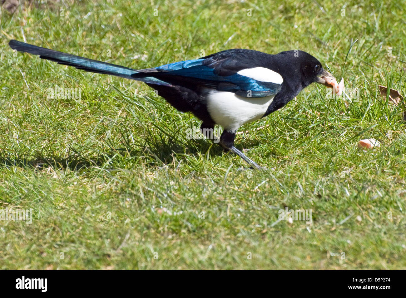 Magpie feeding hi-res stock photography and images - Alamy
