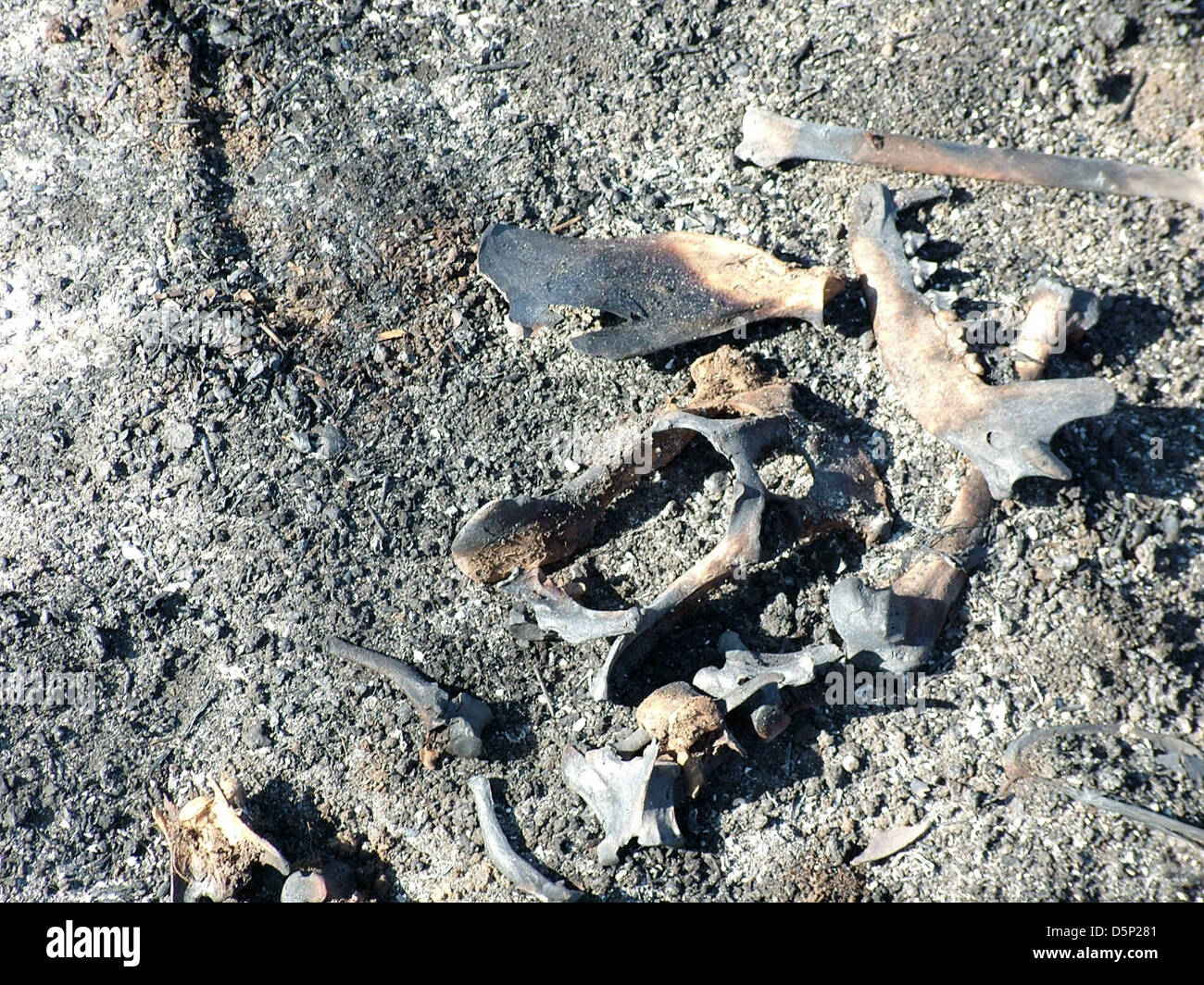 A canoe on the waters of the Coast Salish region, California, with a ...