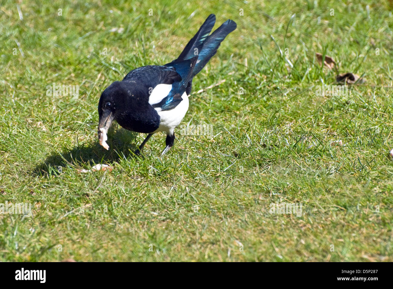 Magpie feeding hi-res stock photography and images - Alamy