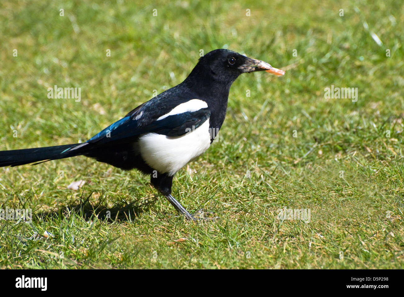 Magpie feeding hi-res stock photography and images - Alamy