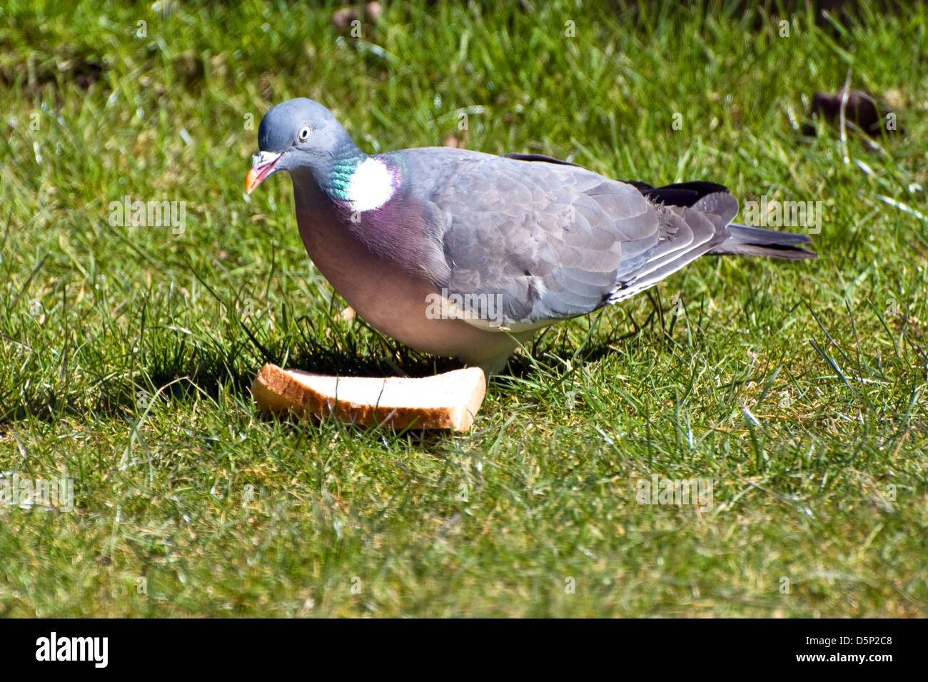 Wood pigeon with piece of bread Stock Photo - Alamy