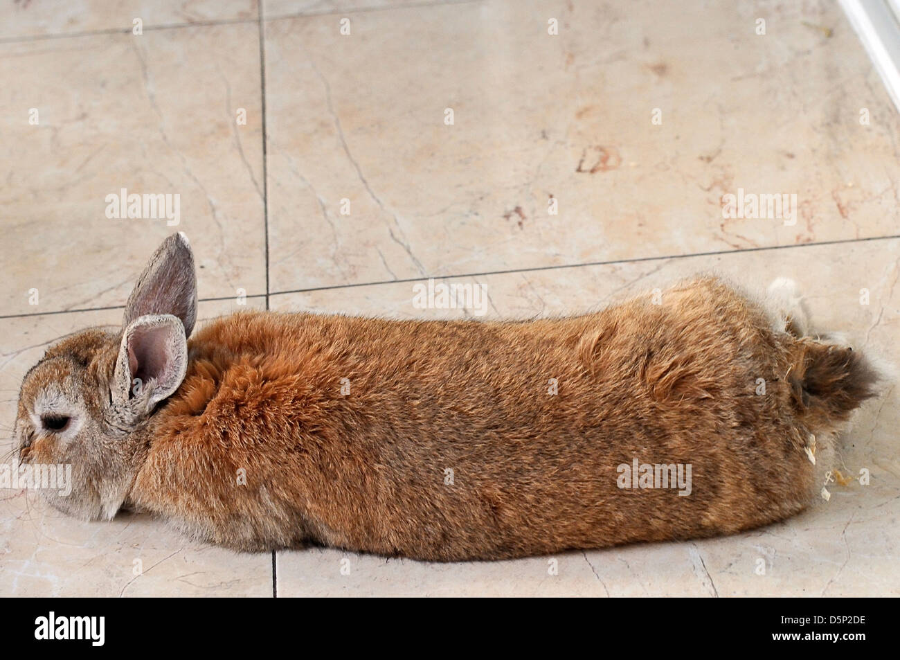 Funny bunny hi-res stock photography and images - Alamy