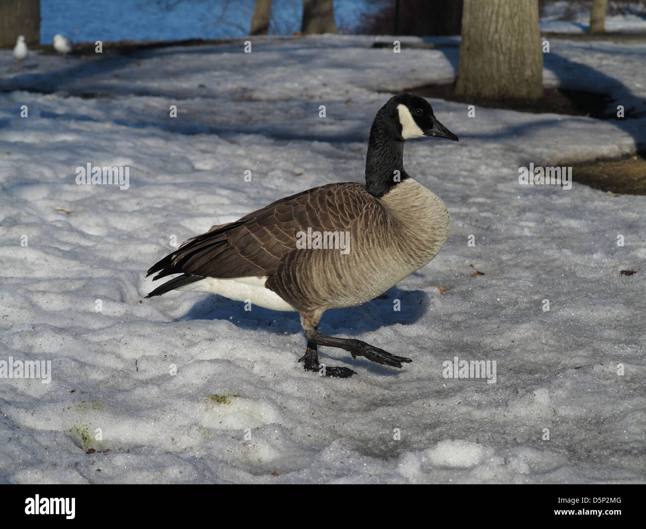 Canada goose walking on the snow by the Ottawa river in Ontario, Canada ...