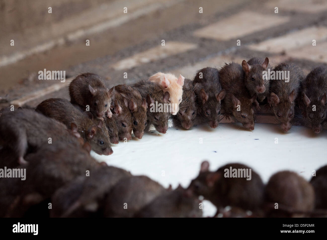 Karni mata rat temple hi-res stock photography and images - Alamy