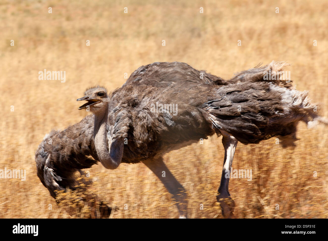 Running ostrich hi-res stock photography and images - Alamy