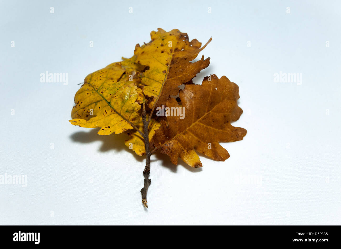 autumn leaves and fall colors fill the trees Stock Photo - Alamy