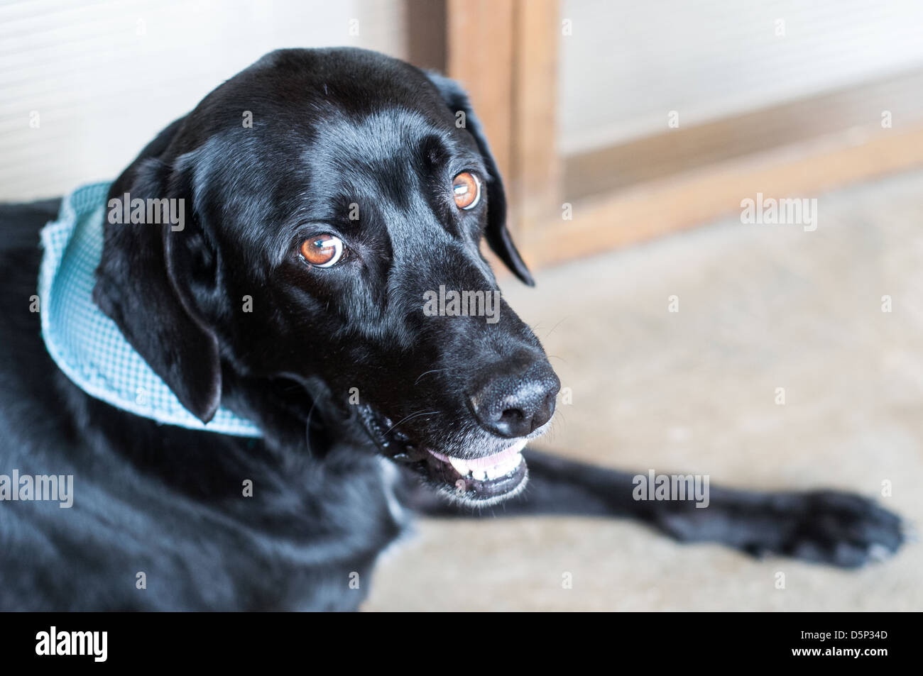 Black labrador dog hi-res stock photography and images - Alamy