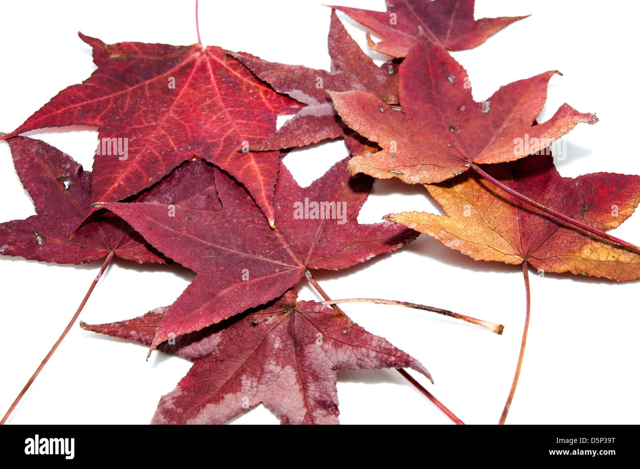 autumn leaves and fall colors fill the trees Stock Photo - Alamy