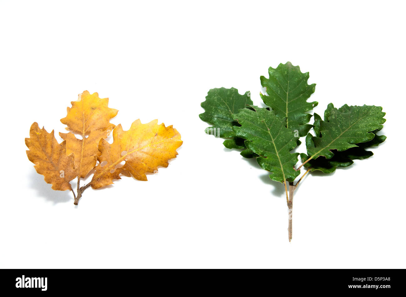color change in the leaf in different seasons Stock Photo - Alamy