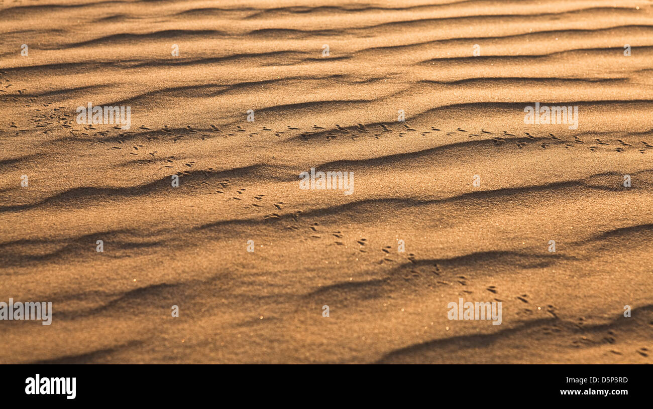 Beetle tracks hi-res stock photography and images - Alamy