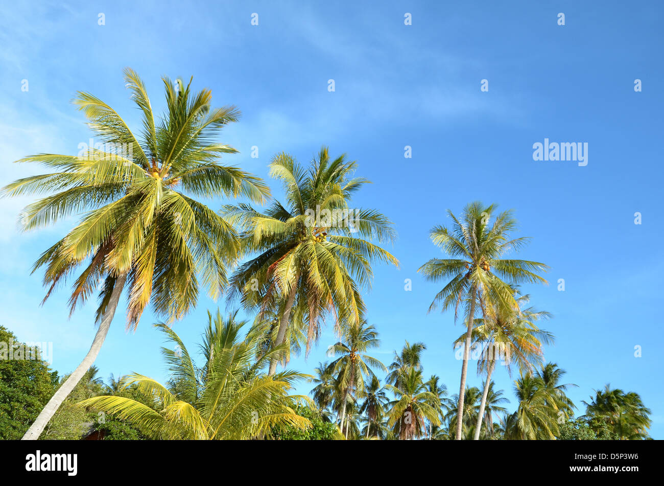 Green palm's leavs on the beach Stock Photo - Alamy