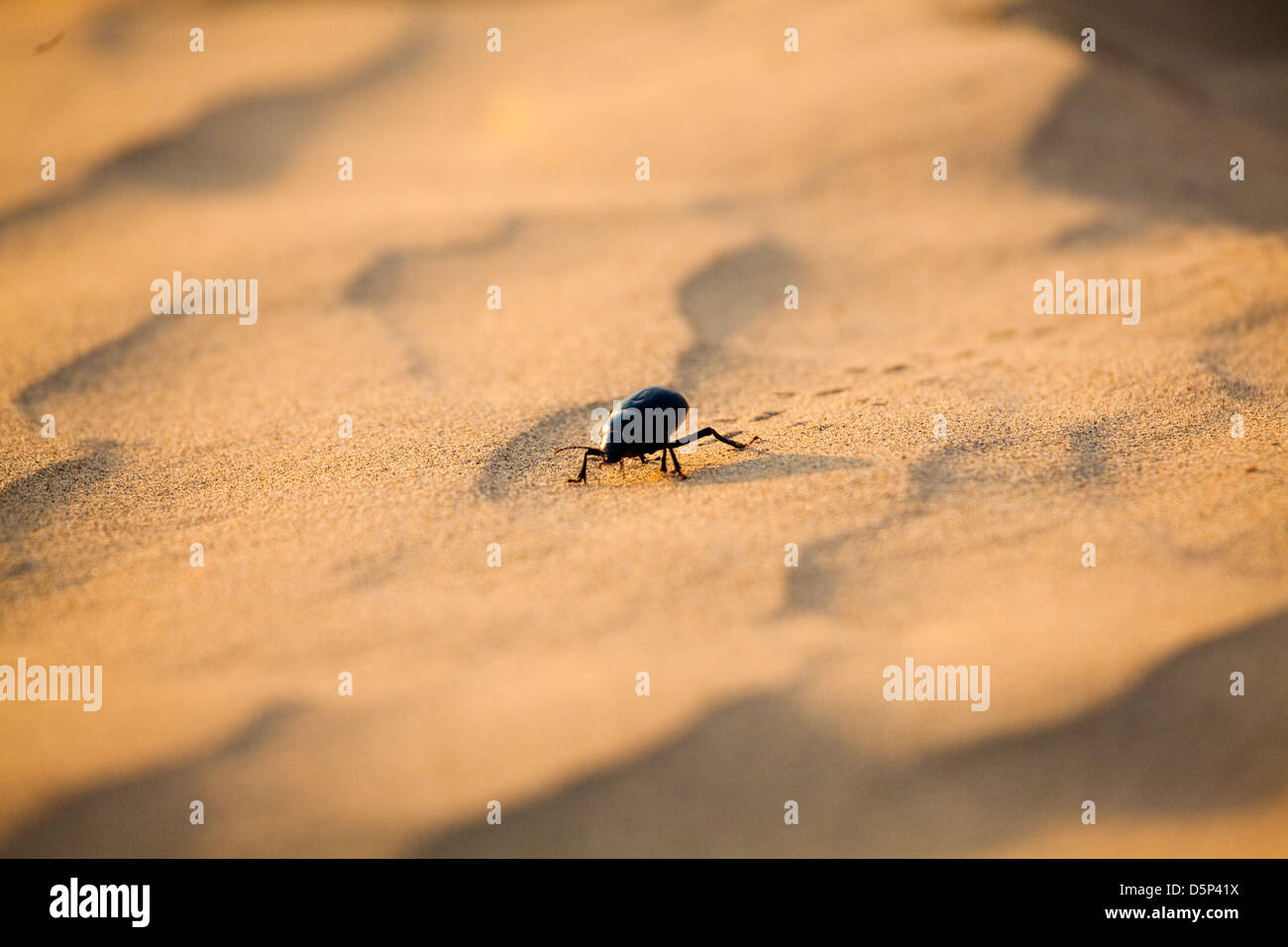 Insect tracks hi-res stock photography and images - Alamy