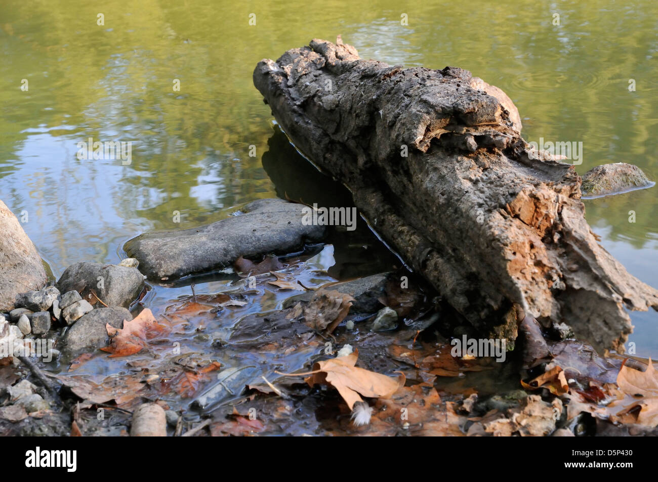 Log floating hi-res stock photography and images - Alamy